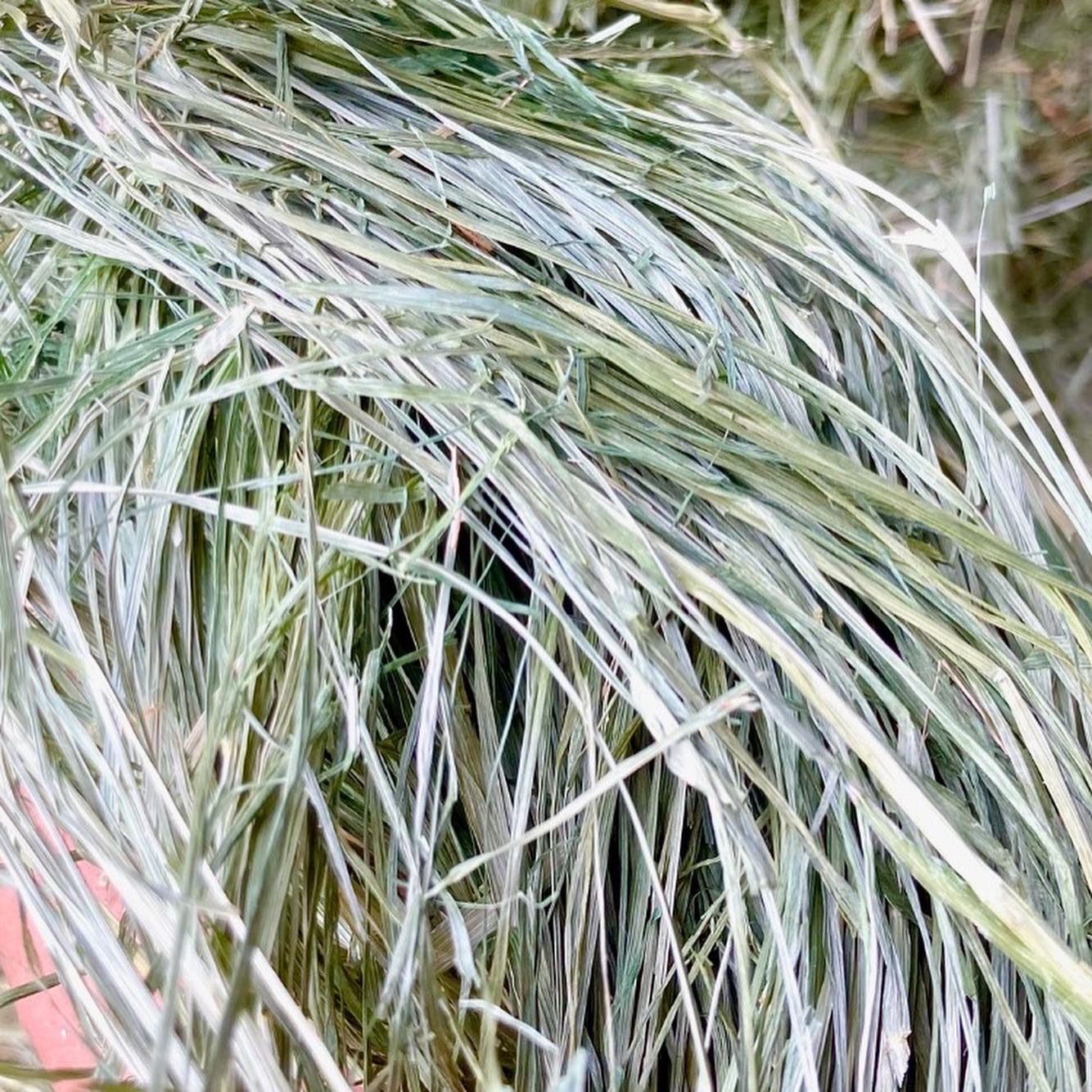 What is low sugar hay? Is local hay Low sugar?