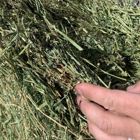Alfalfa Supreme (2 String) – TNT Hay